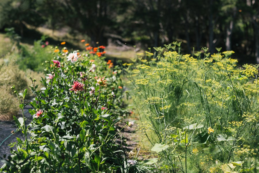 In conversation with Niva and Yotam Key of Pakaraka Permaculture - Lagom