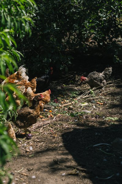 In conversation with Niva and Yotam Key of Pakaraka Permaculture - Lagom