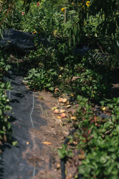 In conversation with Niva and Yotam Key of Pakaraka Permaculture - Lagom